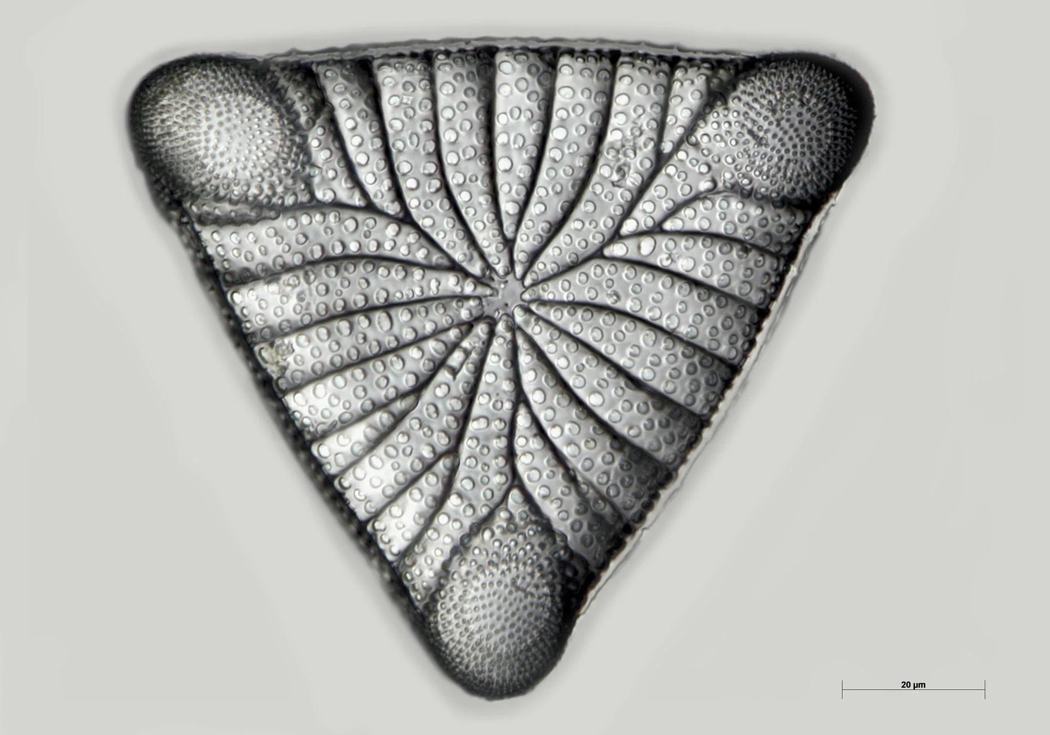 Diatoms Drawing