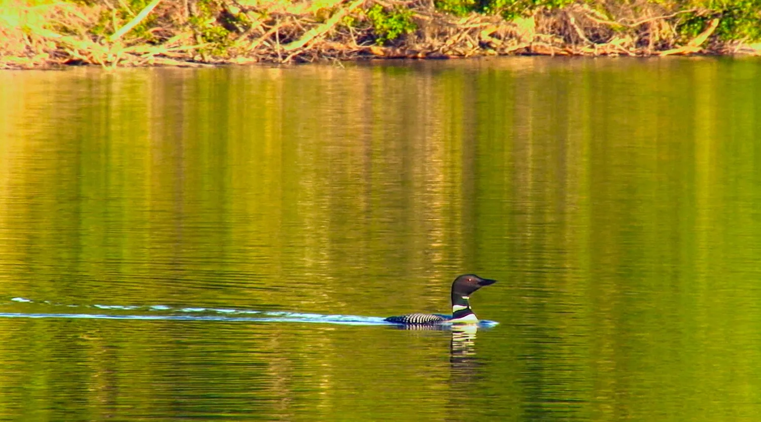 Goose Pond Forest Waterfront, Canaan, NH — Pierce McLaughry Group