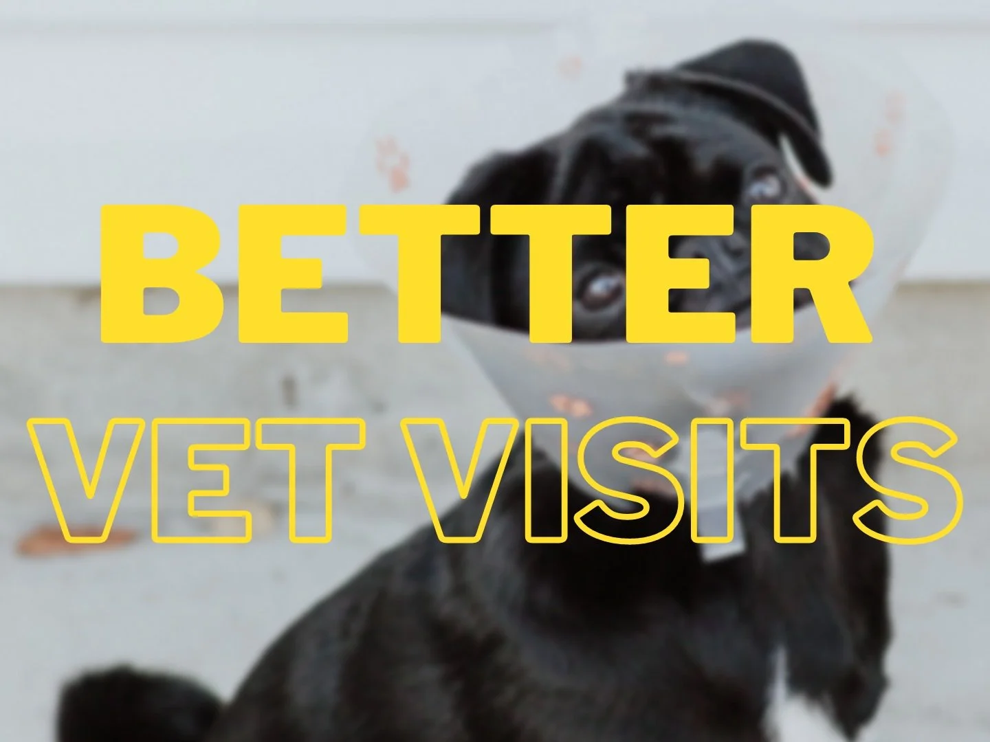 Training — Canine to 5 Daycare