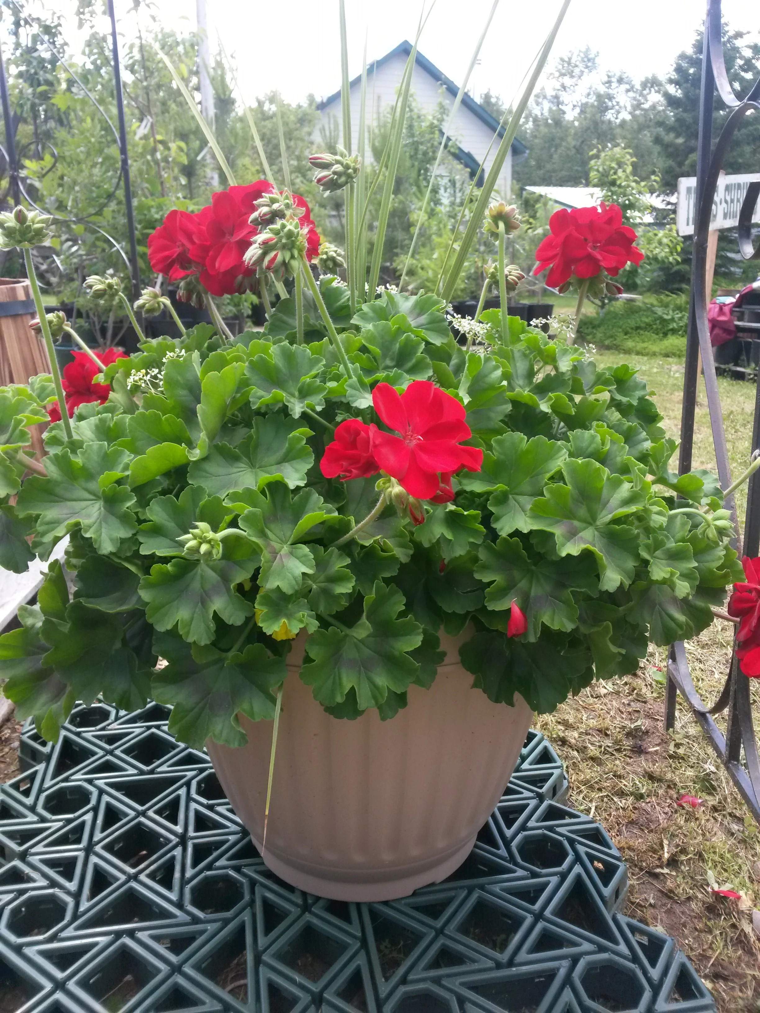 Planters & Hanging Baskets — Westerose Greenhouse & Weddings In The Woods