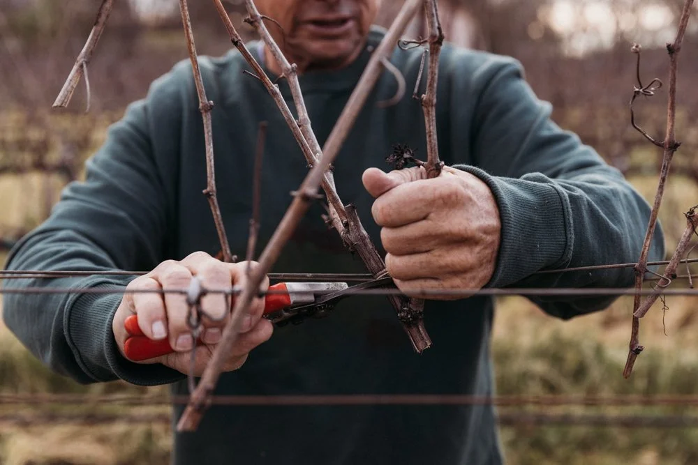 What's Happening in the Vineyard - Pruning | Napa Vineyard Photography ...