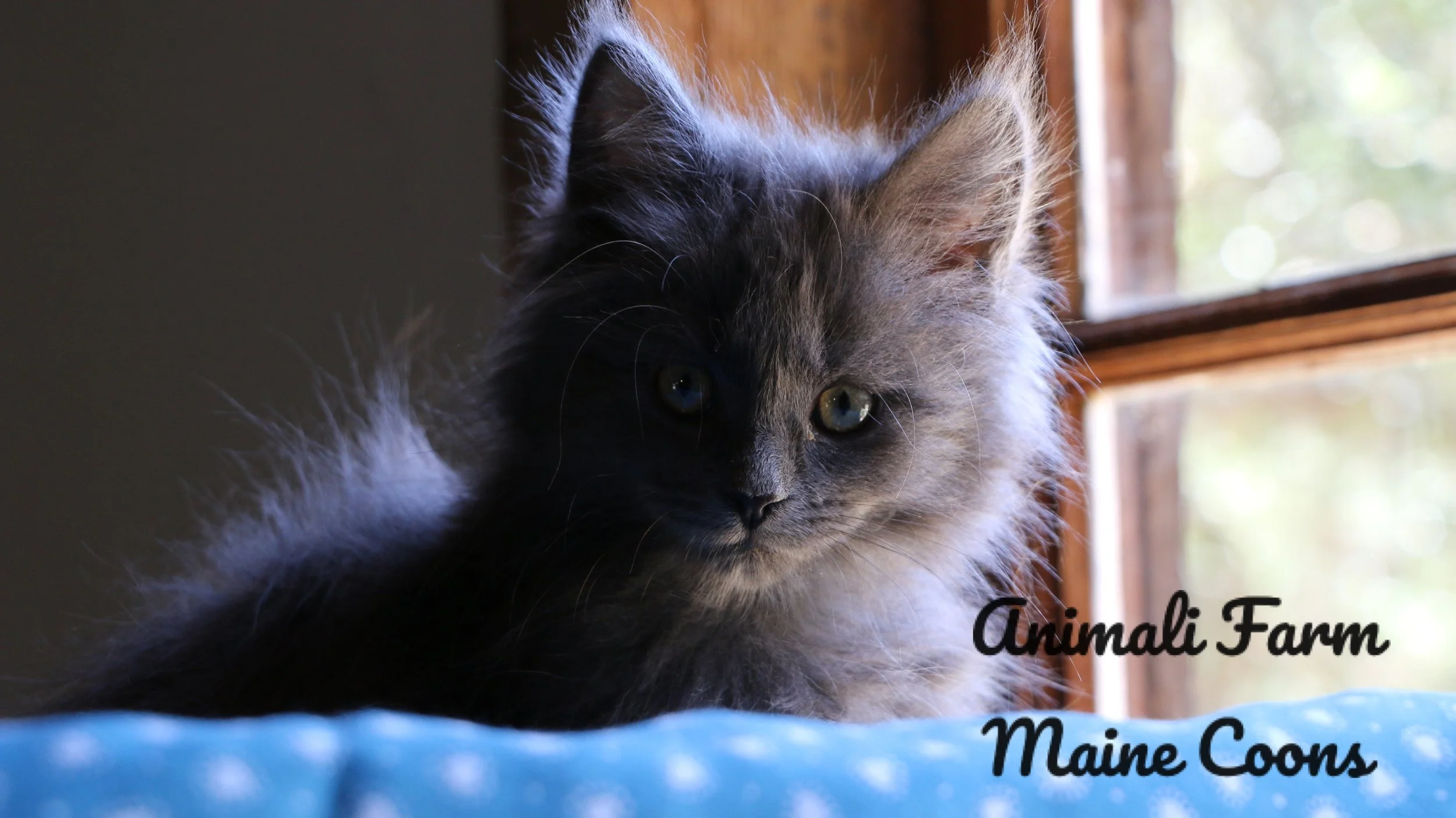 Animali Farm Maine Coon Cats