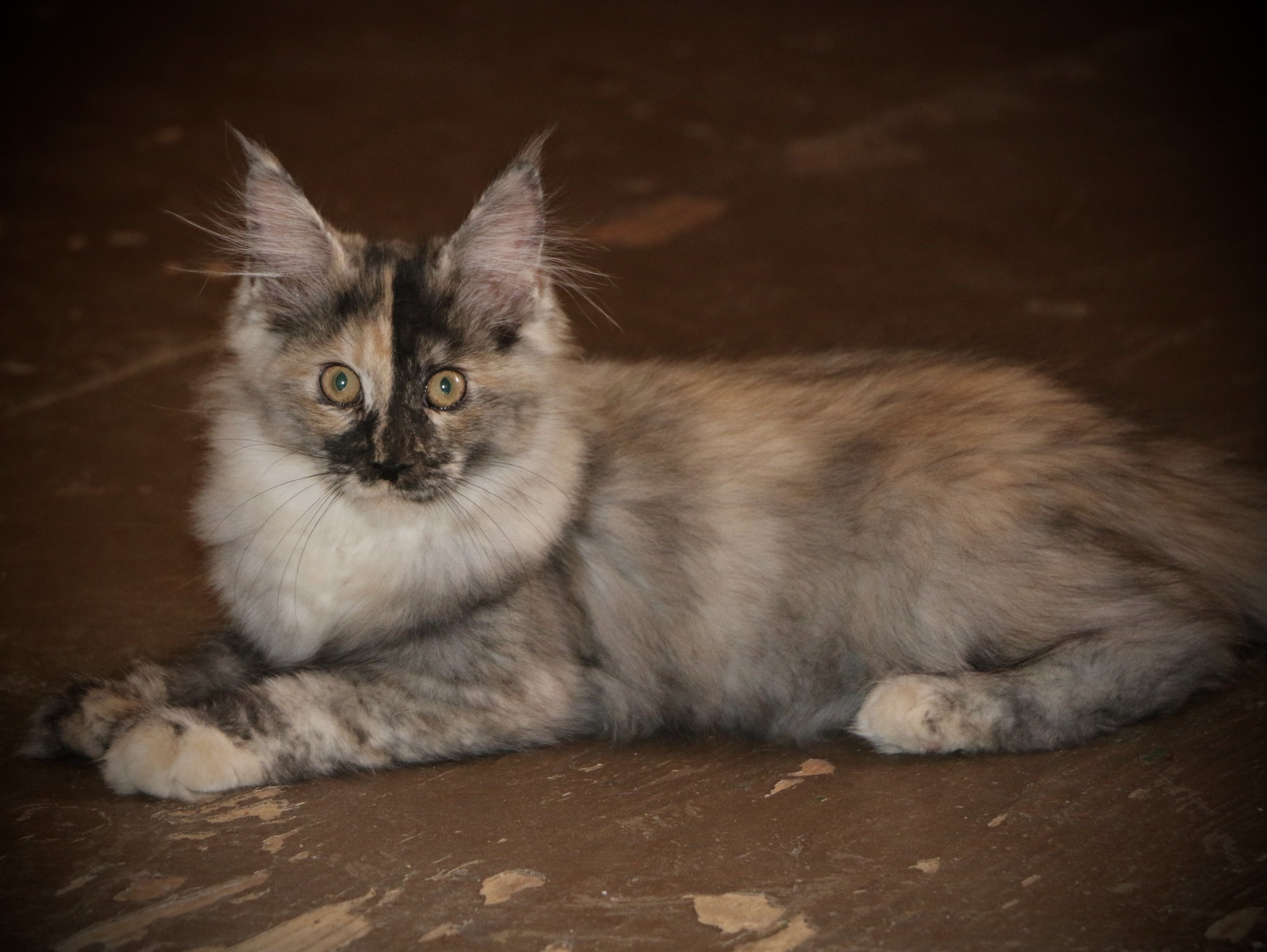 Maine Coon Adults — Animali Farm