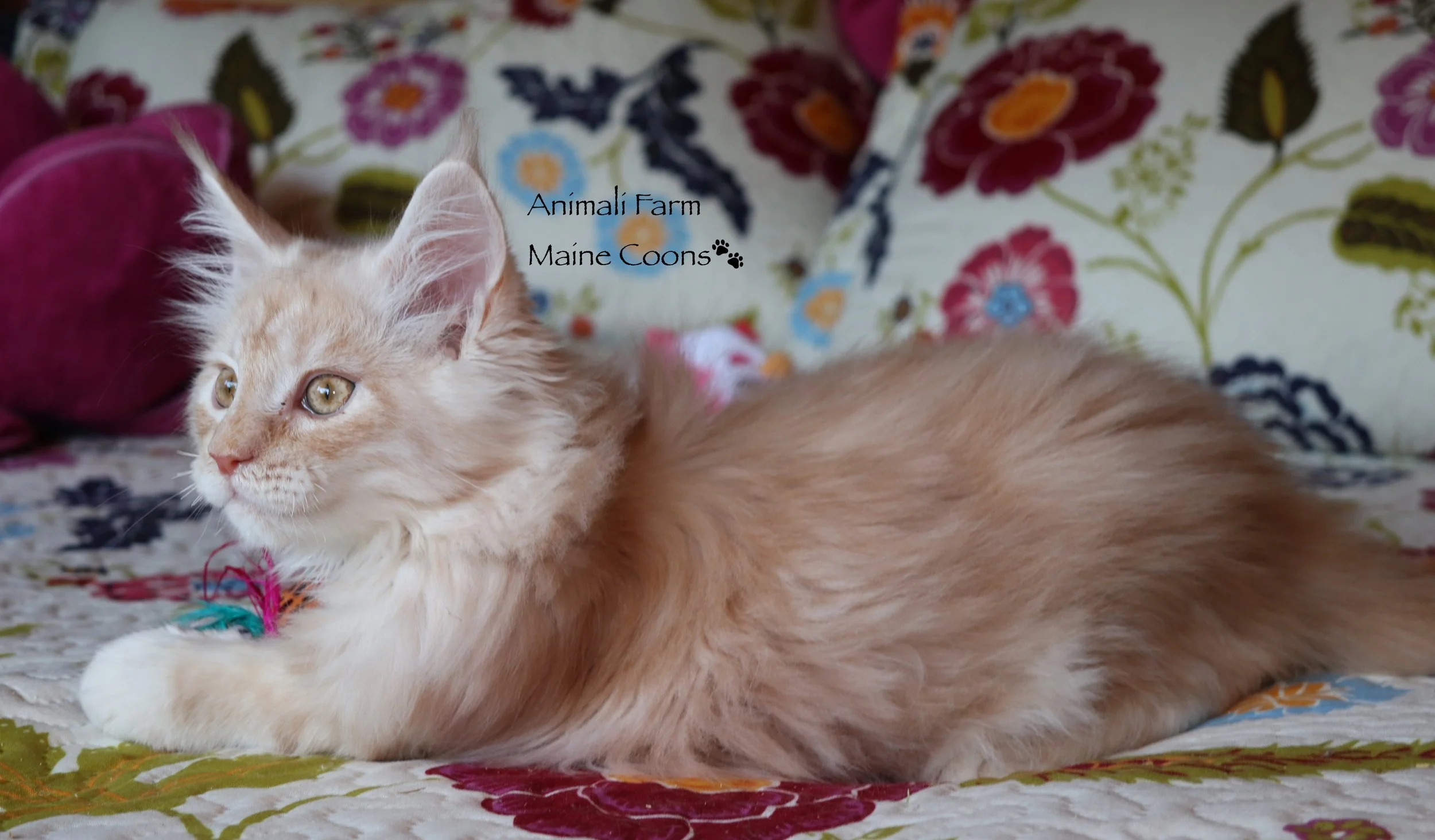 Maine Coon Kittens — Animali Farm