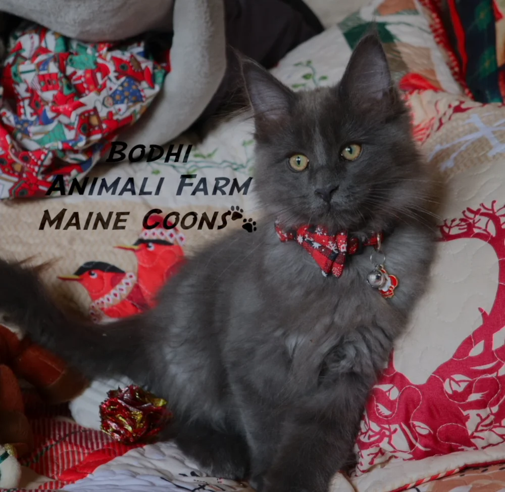 Maine Coon Kittens — Animali Farm