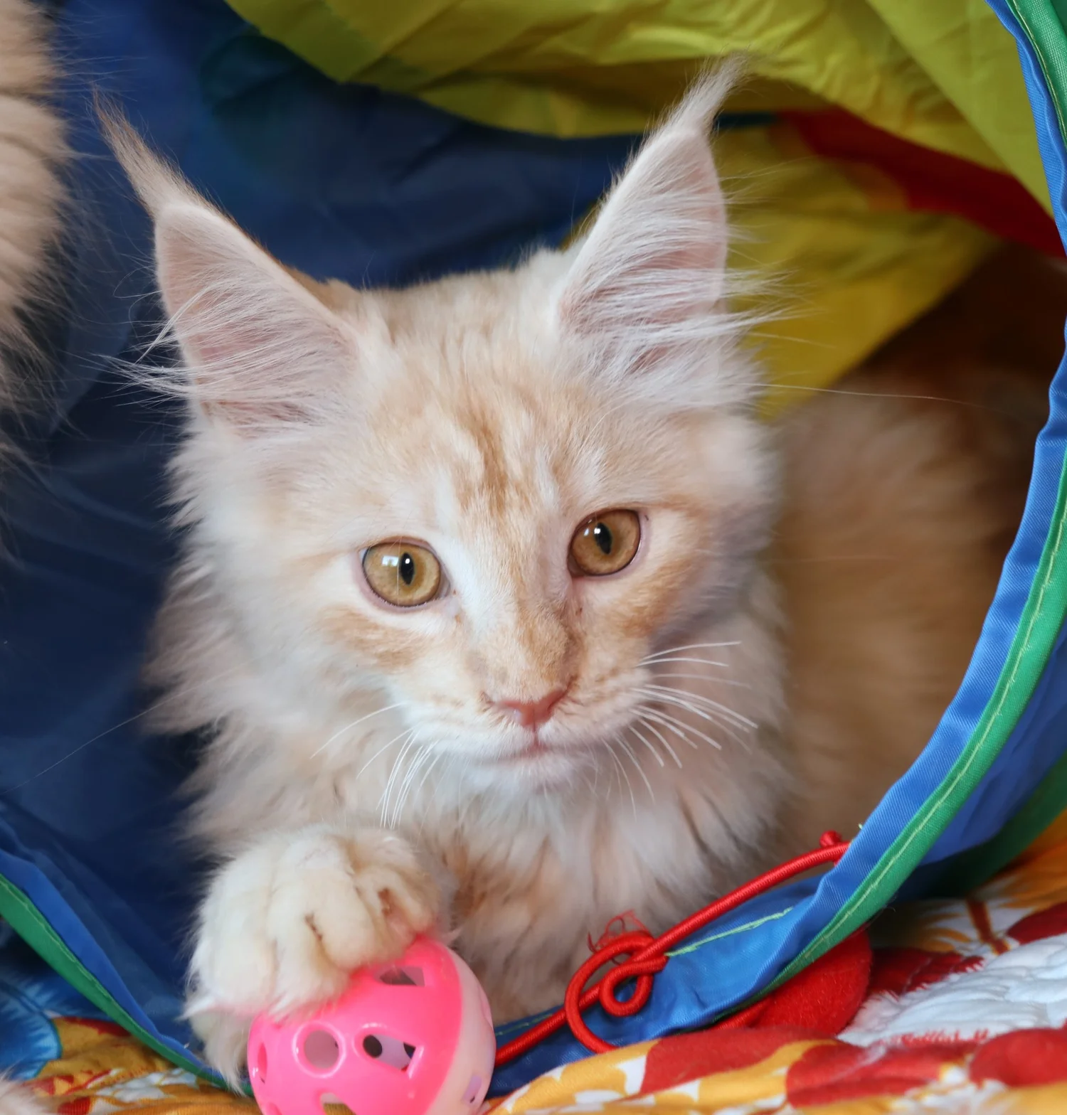 Maine Coon Kittens — Animali Farm