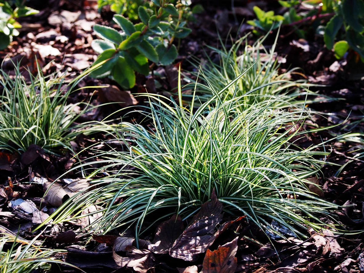 Grasses and Structural Plants — Amazon Plant Growers