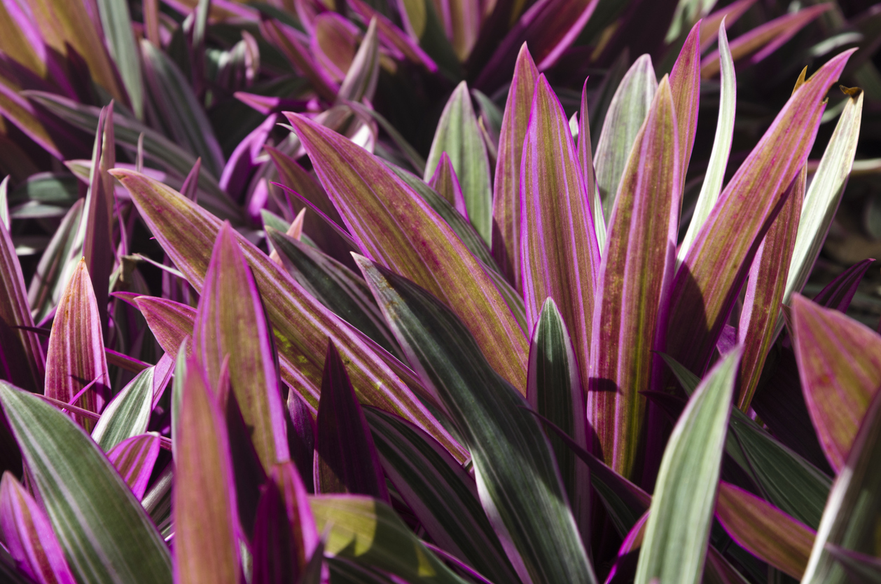 Grasses and Structural Plants — Amazon Plant Growers