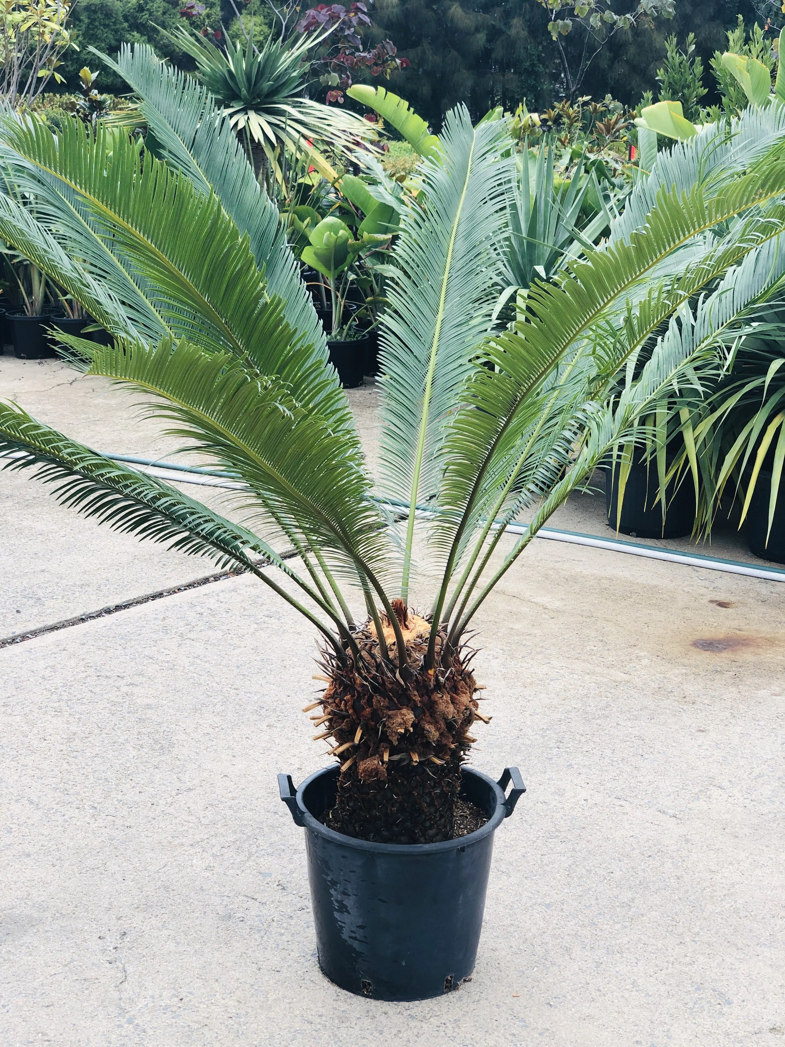 Cycads and Conifers — Amazon Plant Growers