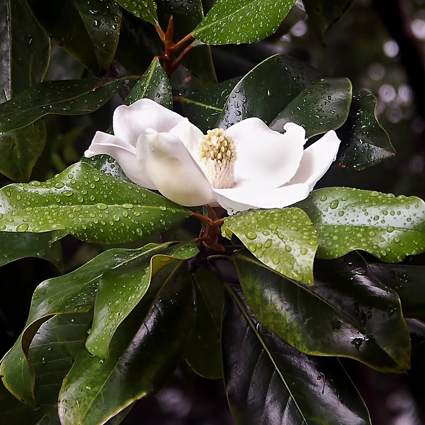 Advanced Trees - Evergreen — Amazon Plant Growers