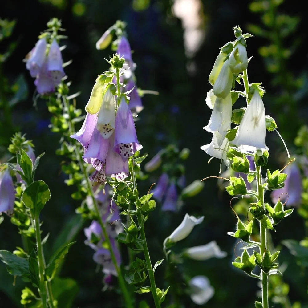 REBEL REBEL Flowers | Florist Hackney for Weddings Events Workshops & More