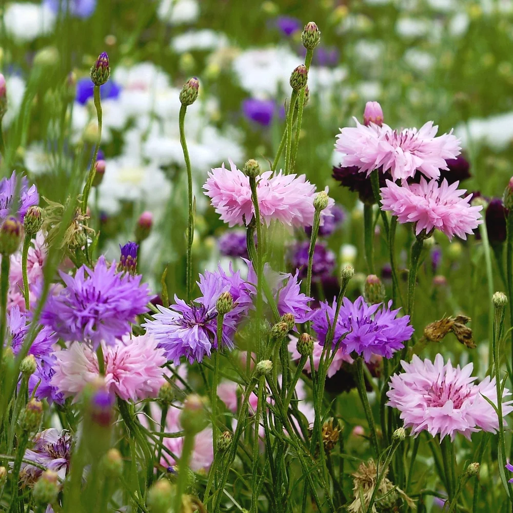 REBEL REBEL Flowers | Florist Hackney for Weddings Events Workshops & More