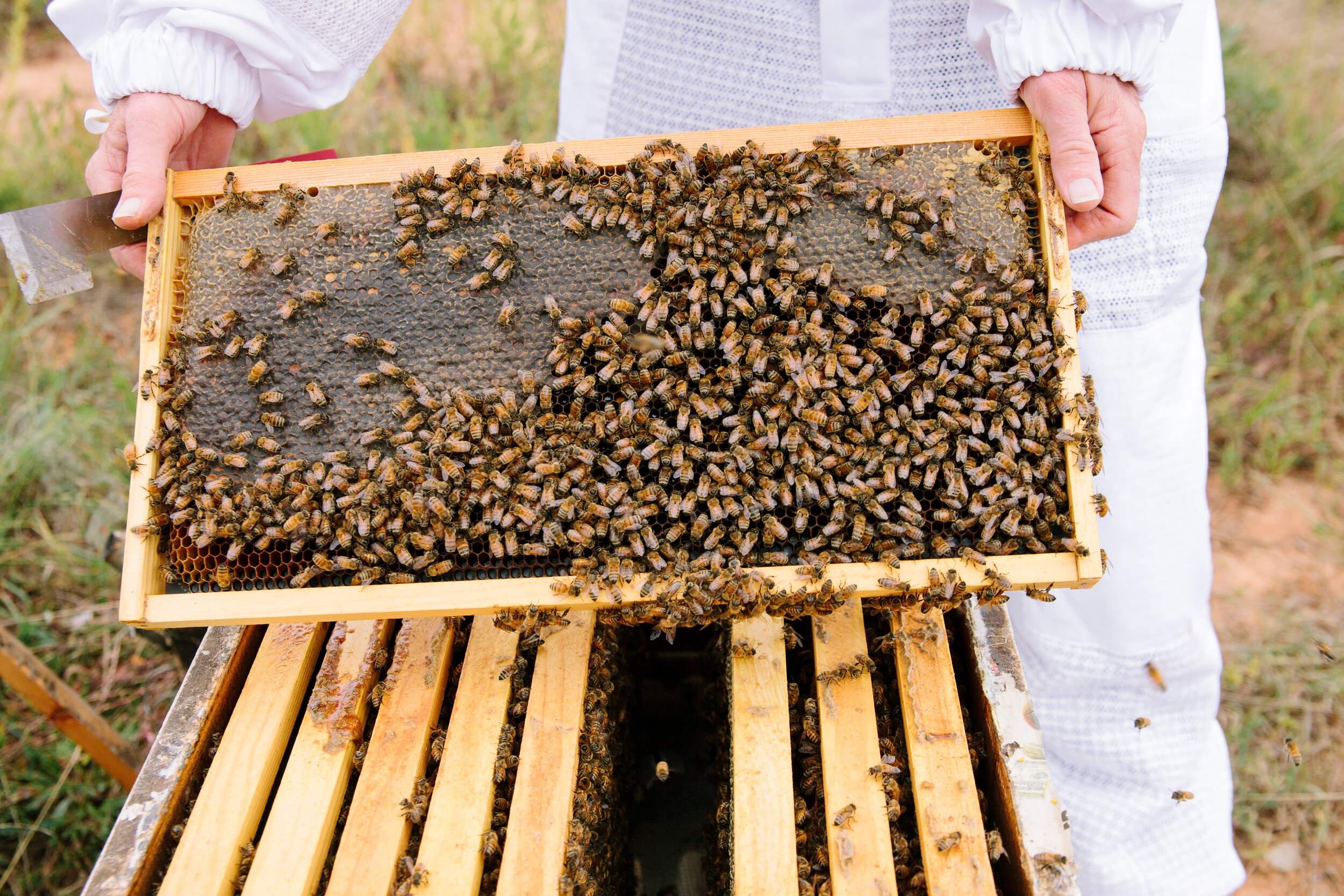 Shop — BeeCo Apiaries