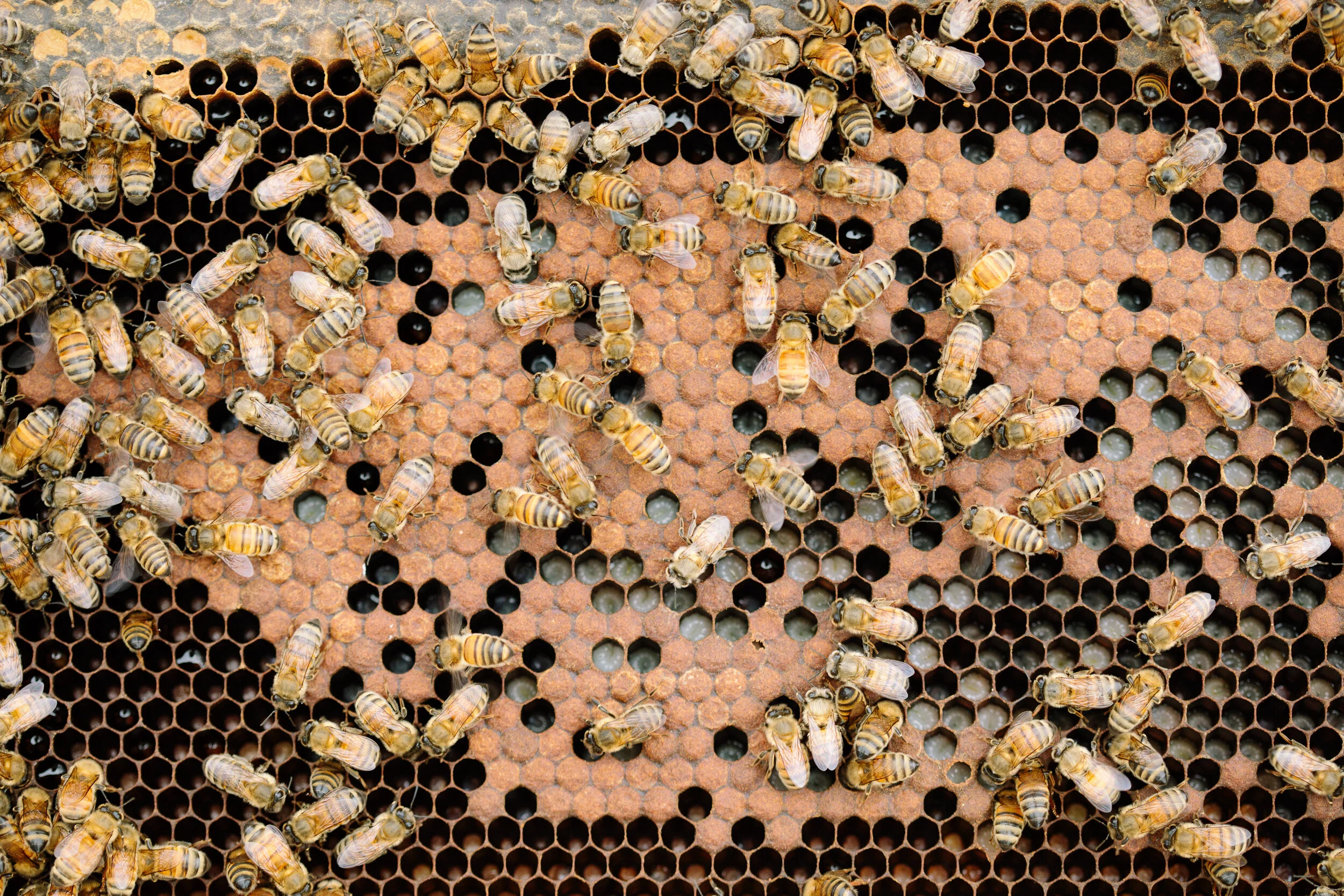 Why We Feed During the Summer — BeeCo Apiaries