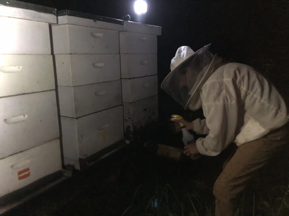 The Sourwood Flow - Part II — BeeCo Apiaries