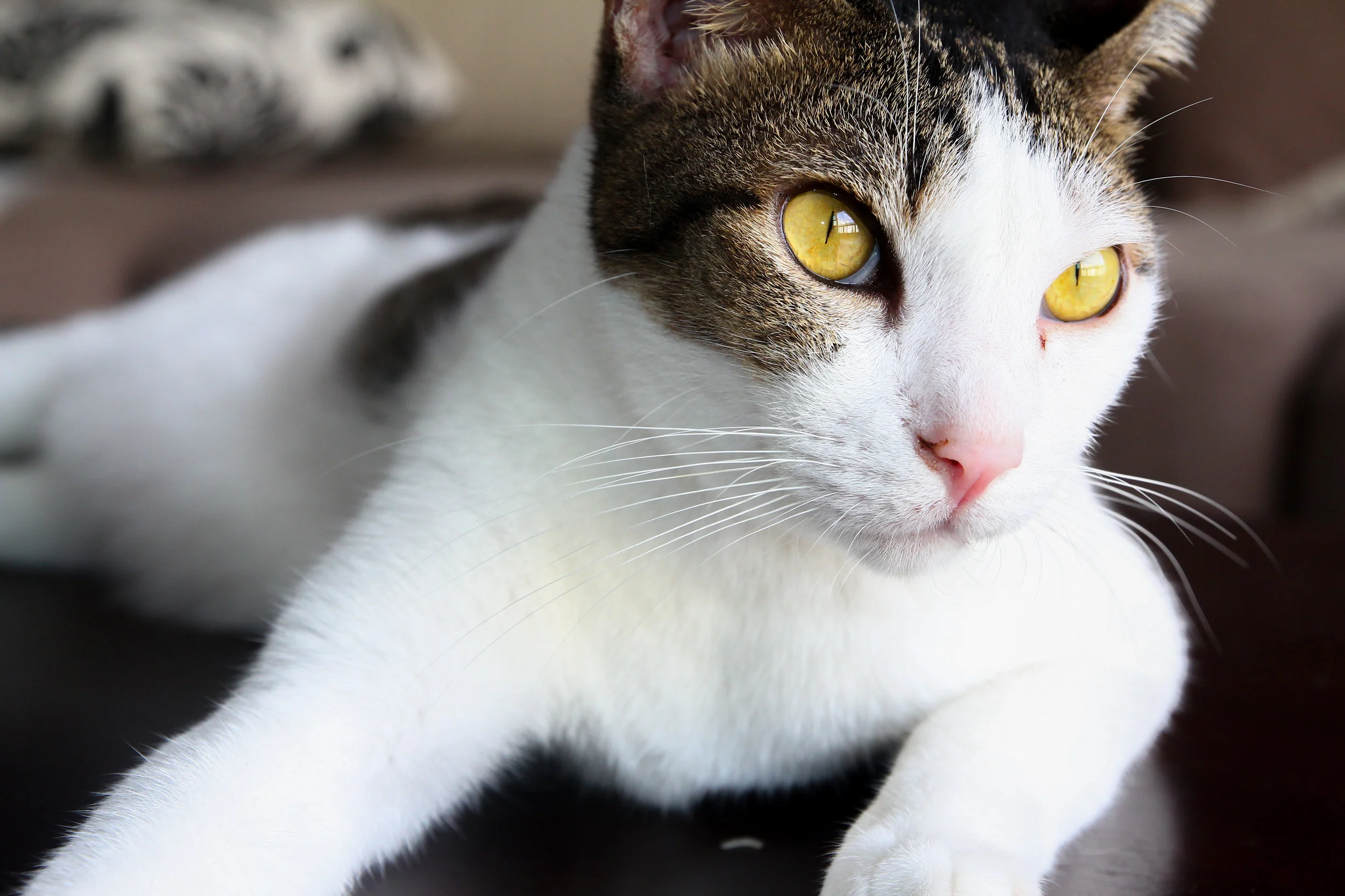 Cats — Windham County Humane Society