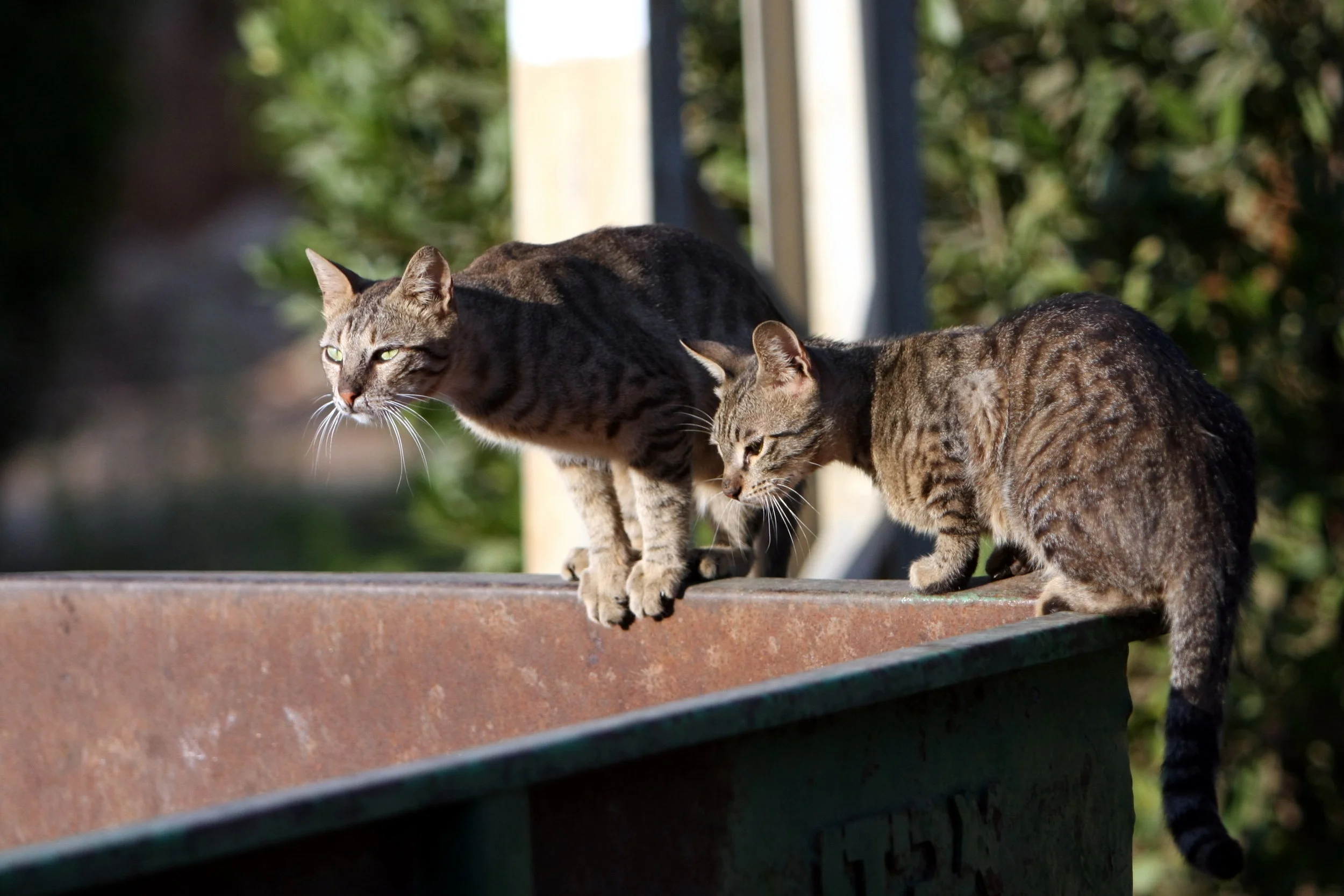 Community Cats — Windham County Humane Society
