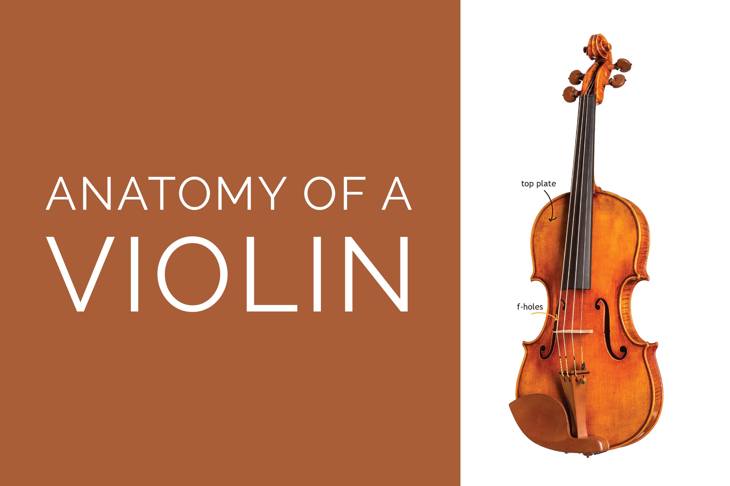 Complete Violin Anatomy Guide With Pictures — Vermont Violins