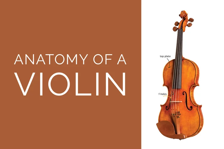Complete Violin Anatomy Guide With Pictures — Vermont Violins