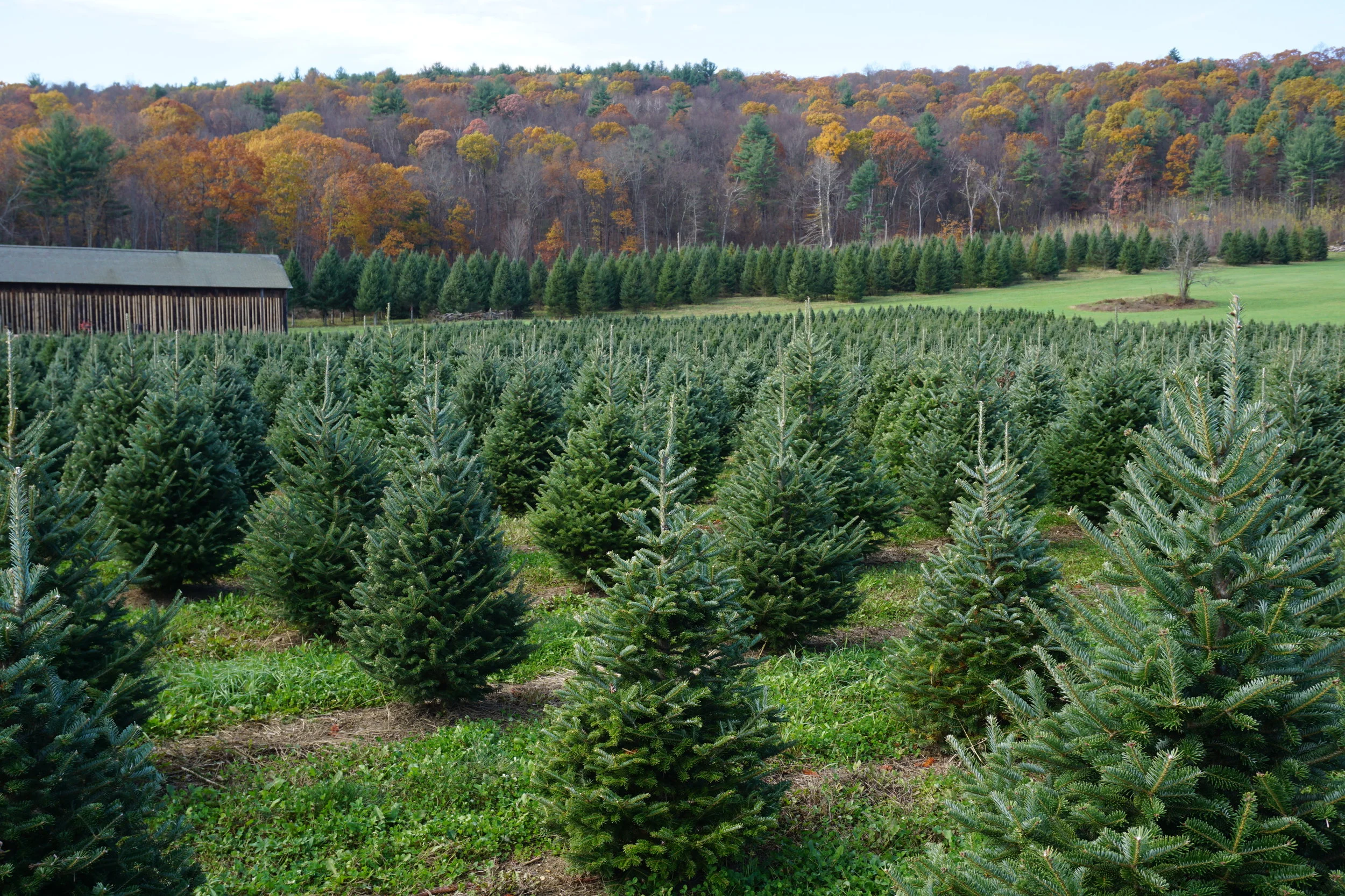 Chestnut Mountain Christmas Tree Farm