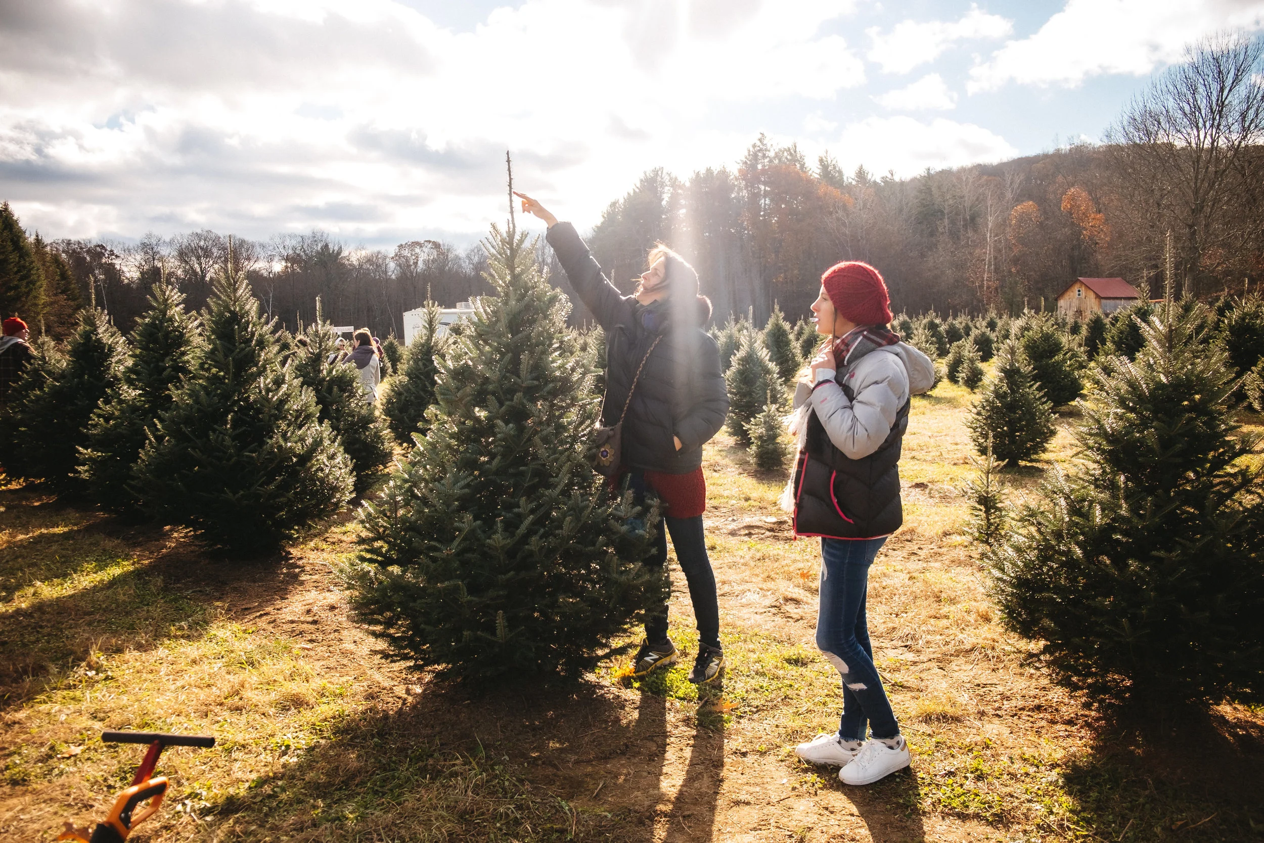 Chestnut Mountain Christmas Tree Farm