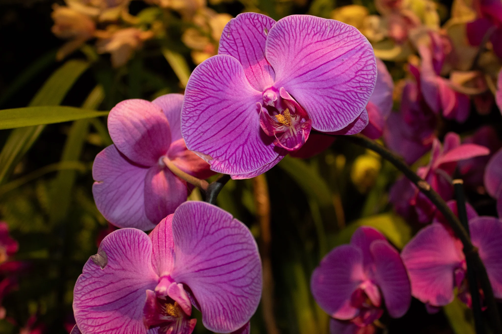New York Botanical Garden: ORCHID EVENINGS | Dom N' The City