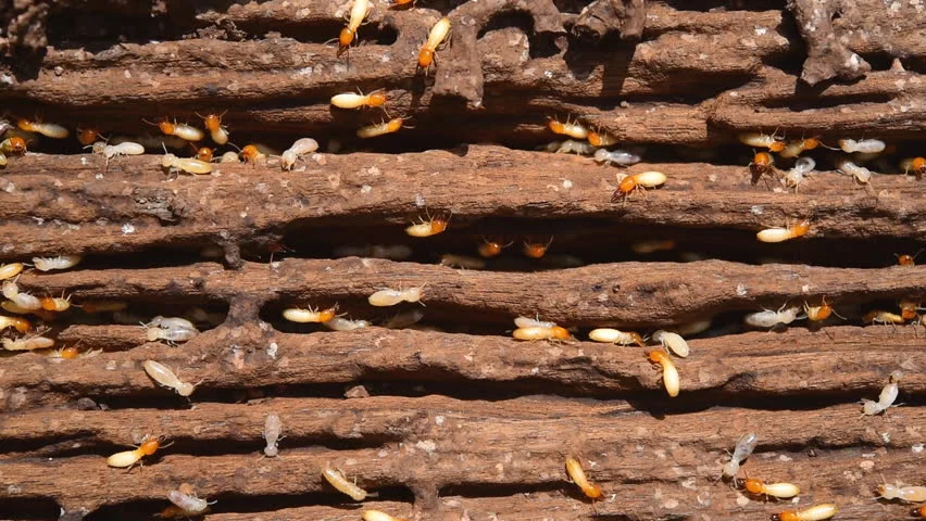 Termite Inspections & VA Loan Termite Inspections | Layton, Roy ...