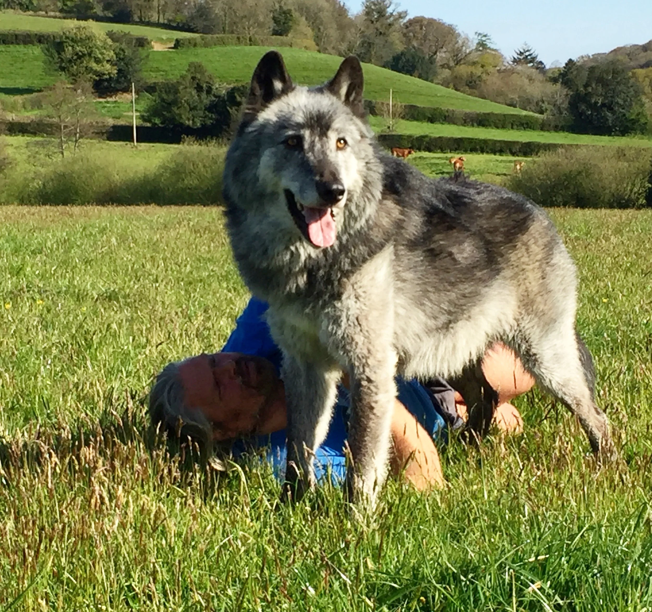 The Wolf and Dog Development Centre