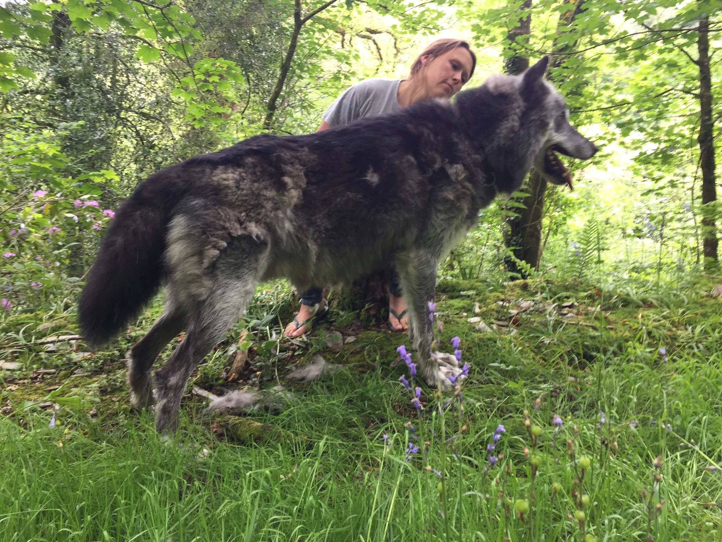 The Wolf and Dog Development Centre
