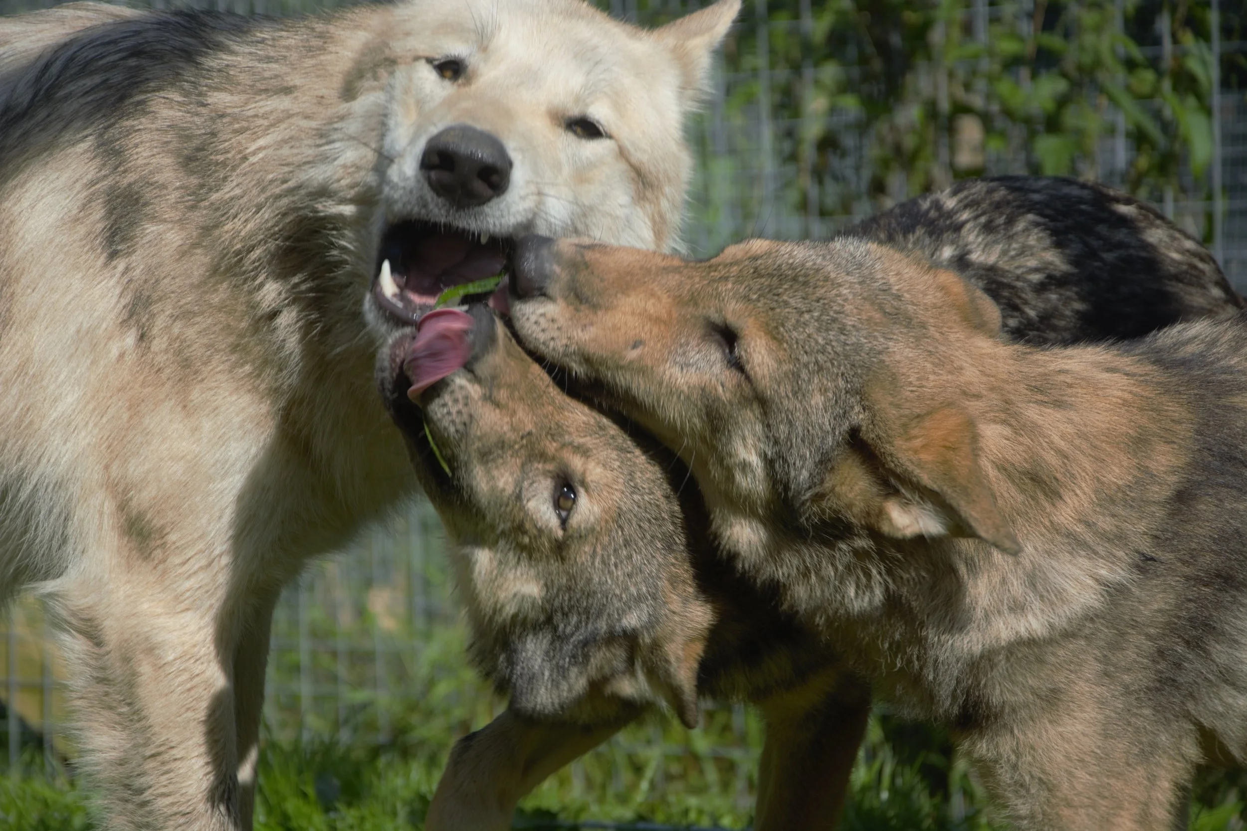 The Wolf and Dog Development Centre
