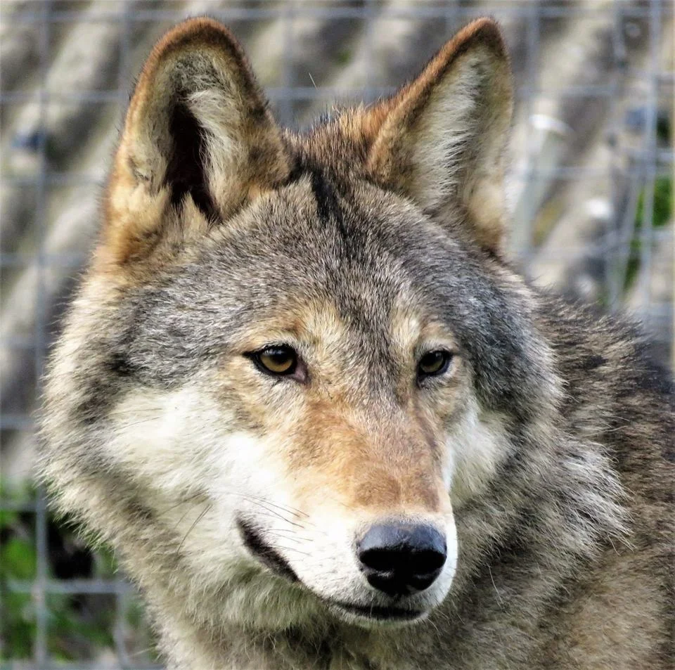 The Wolf and Dog Development Centre