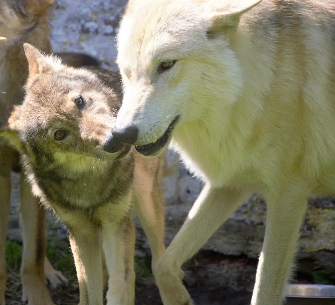The Wolf and Dog Development Centre