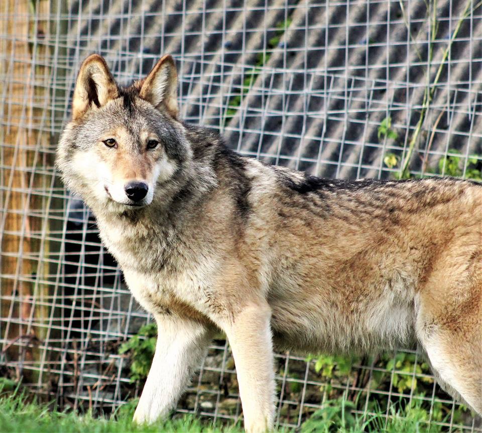 The Wolf and Dog Development Centre