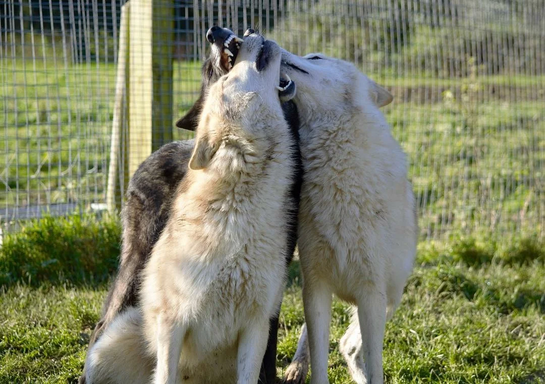 The Wolf and Dog Development Centre