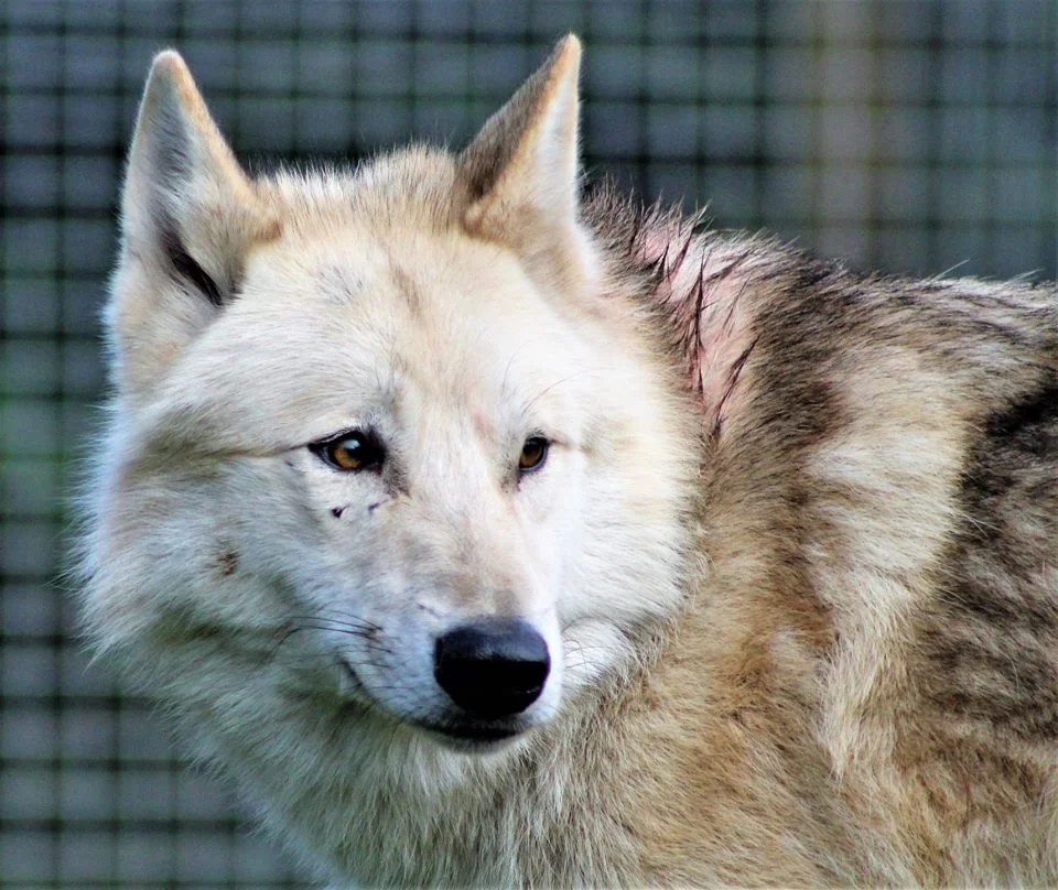 The Wolf and Dog Development Centre