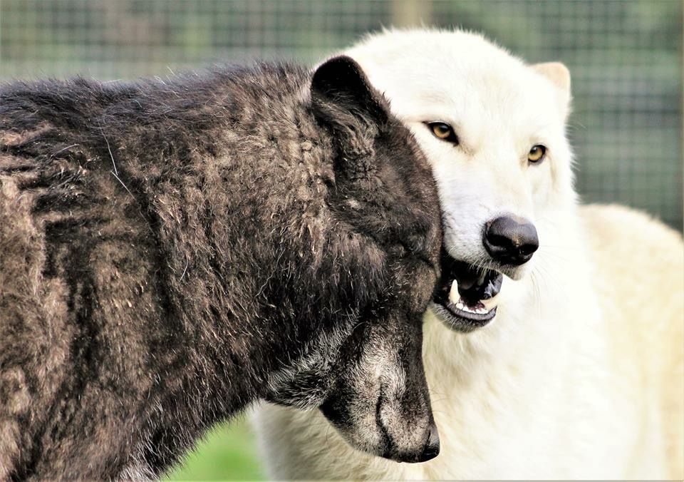 The Wolf and Dog Development Centre