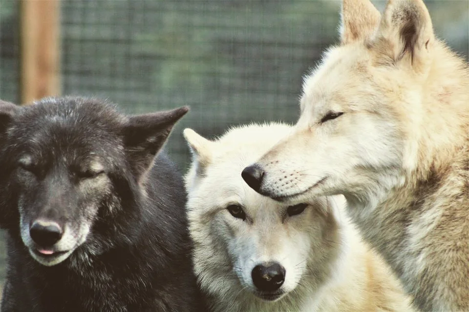 The Wolf and Dog Development Centre