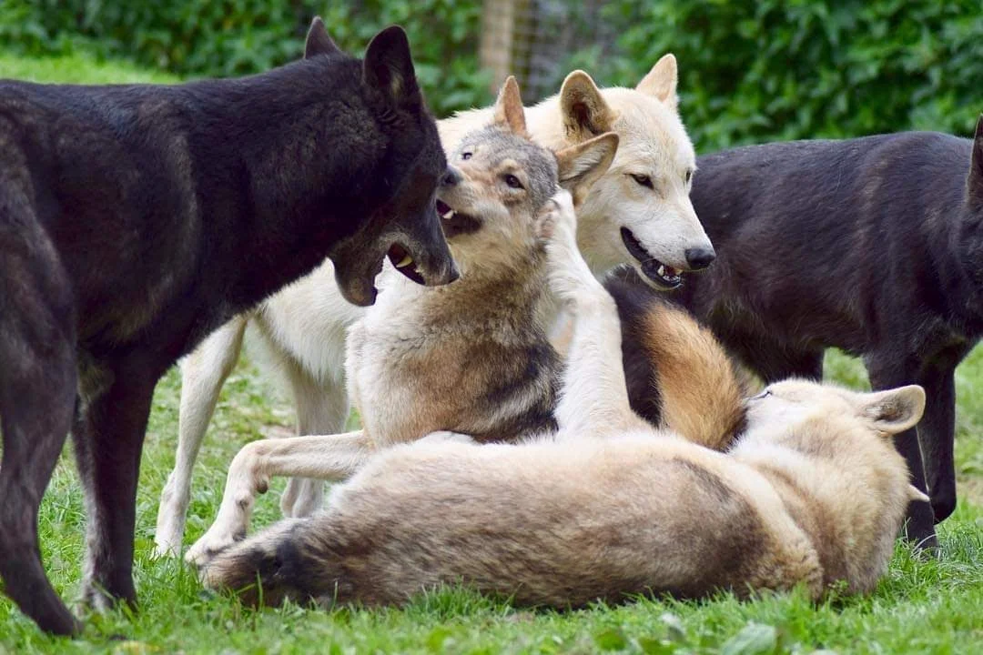 The Wolf and Dog Development Centre