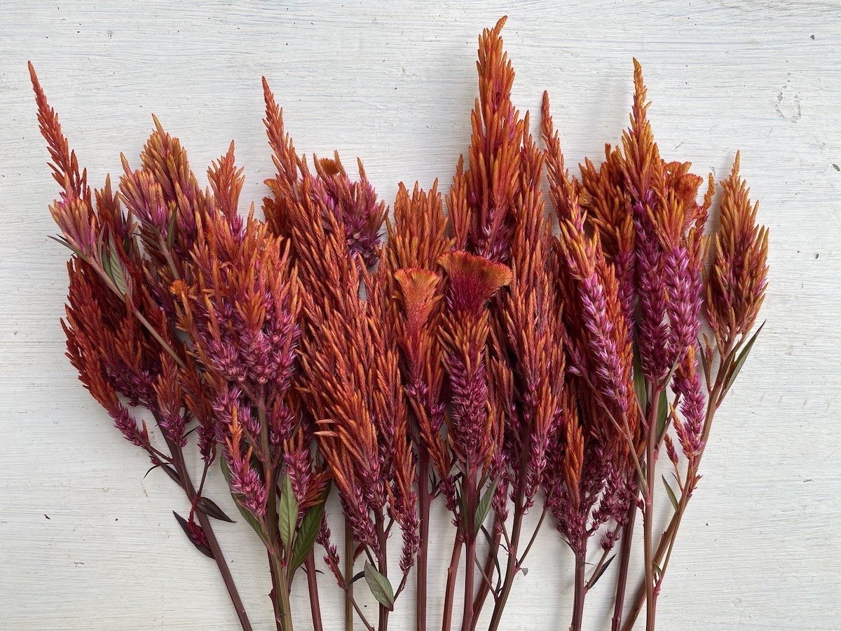 Iowa Flower Farm & Lavender Farm | PepperHarrow Farm