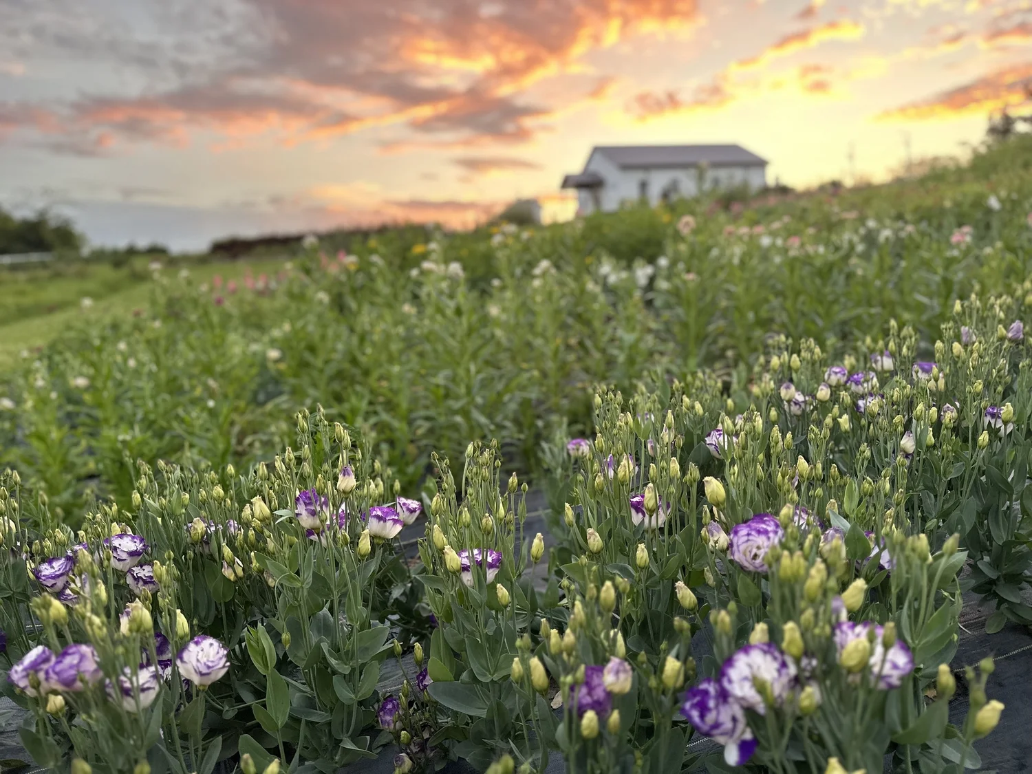 Iowa Flower Farm & Lavender Farm | PepperHarrow Farm