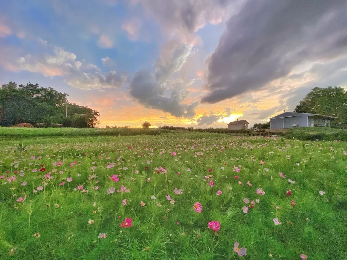 Iowa Flower Farm & Lavender Farm | PepperHarrow Farm