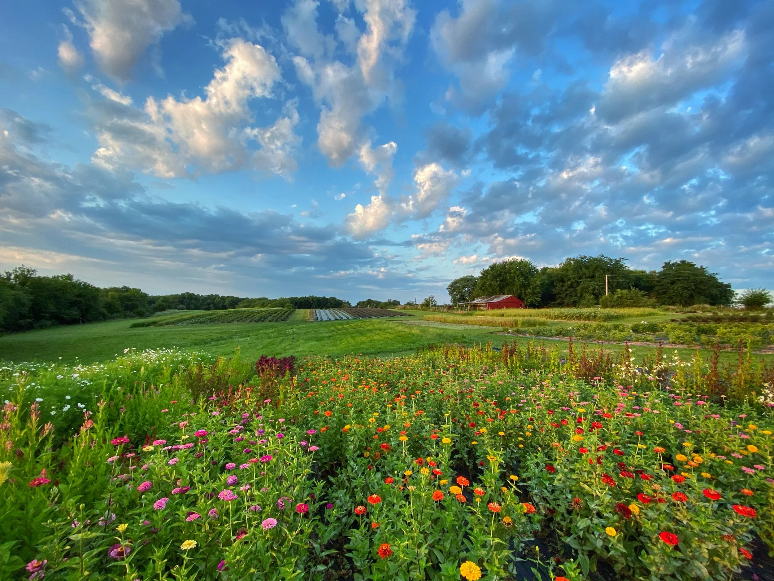 Iowa Flower Farm & Lavender Farm | PepperHarrow Farm