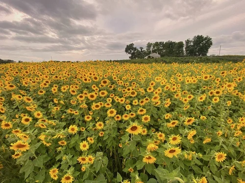 Gallery — PepperHarrowBoutique Iowa Flower Farm