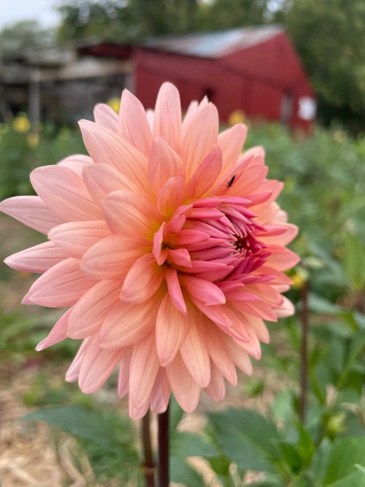 PepperHarrow — Iowa Lavender and Flower Farm