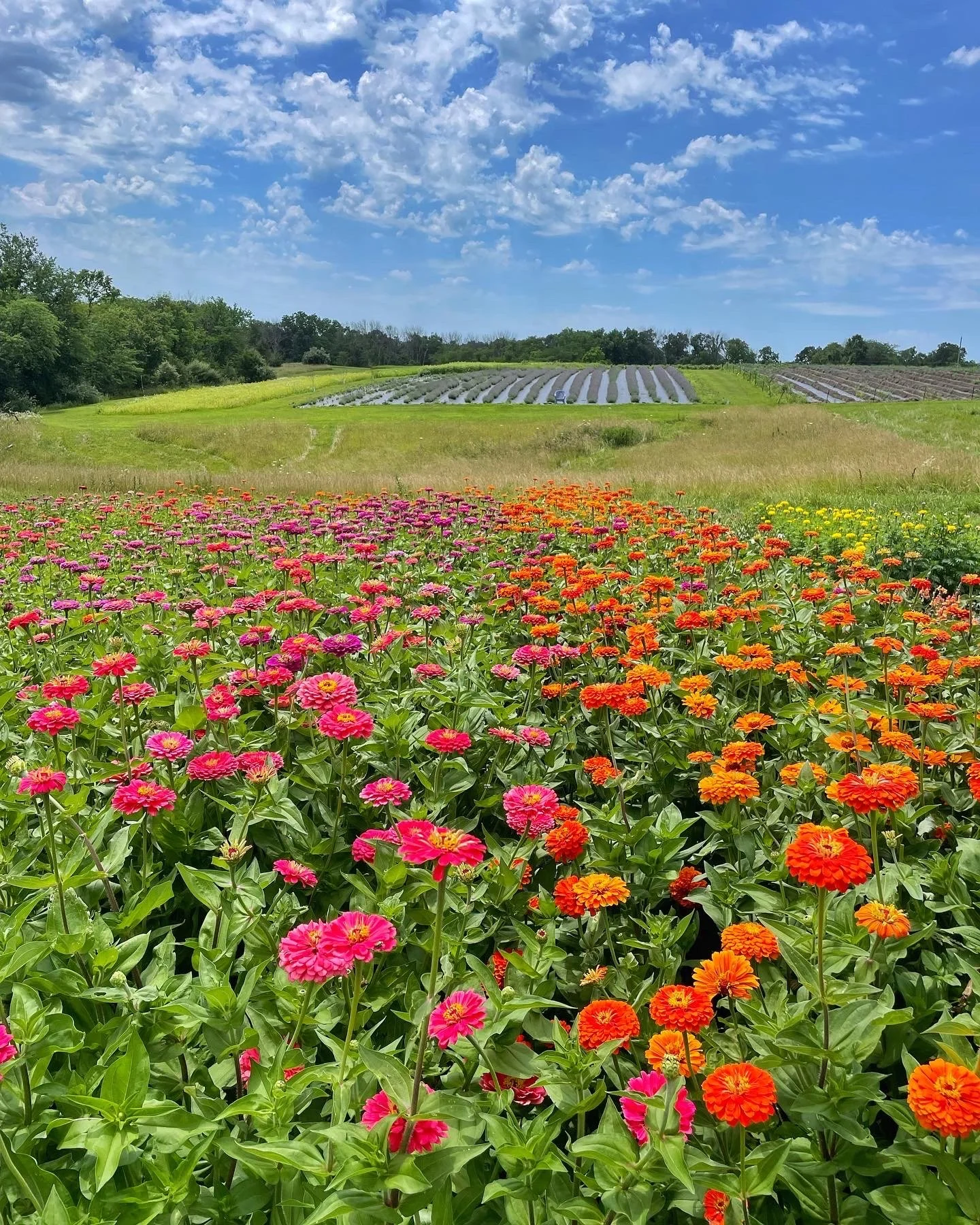 PepperHarrow — Iowa Lavender and Flower Farm