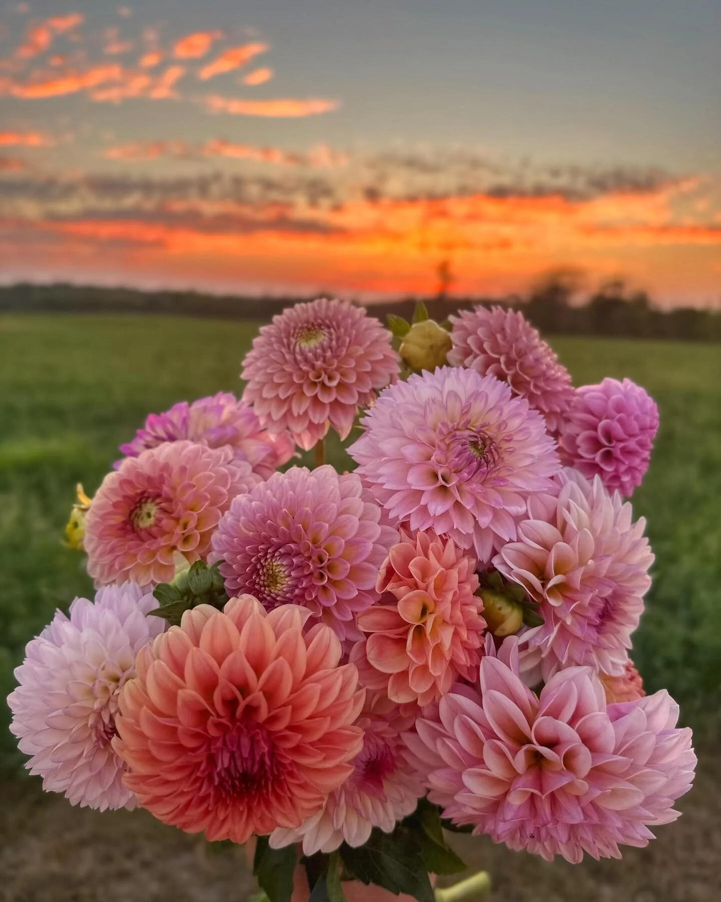 About PepperHarrow Flower Farm — PepperHarrowBoutique Iowa Flower Farm