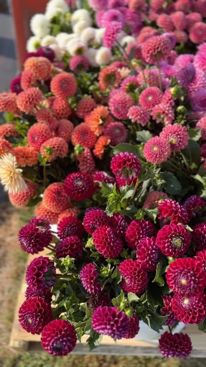 About PepperHarrow Flower Farm — PepperHarrowBoutique Iowa Flower Farm