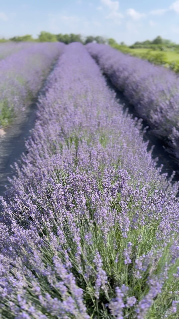 About PepperHarrow Flower Farm — PepperHarrowBoutique Iowa Flower Farm