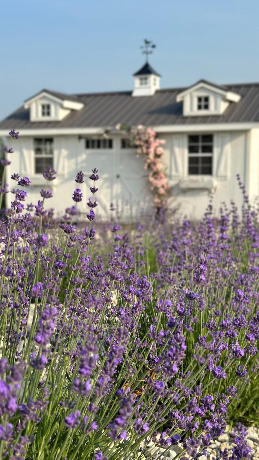 About PepperHarrow Flower Farm — PepperHarrowBoutique Iowa Flower Farm