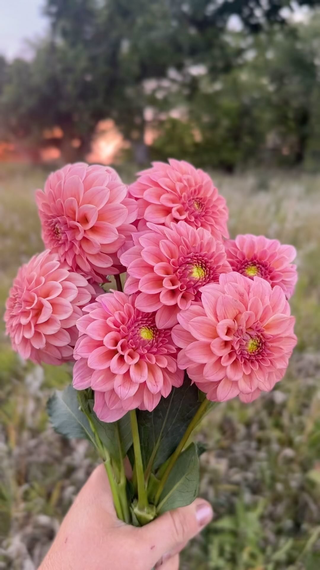 About PepperHarrow Flower Farm — PepperHarrowBoutique Iowa Flower Farm